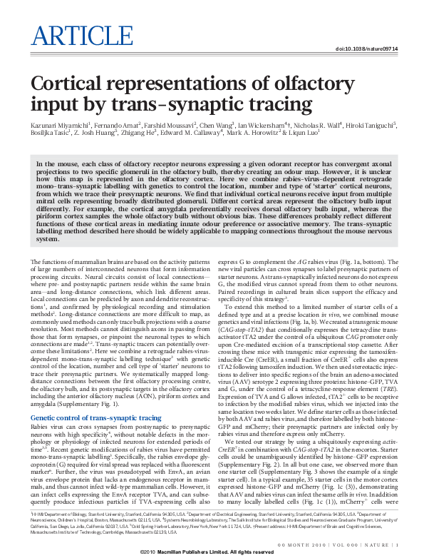(PDF) Cortical representations of olfactory input by trans-synaptic tracing