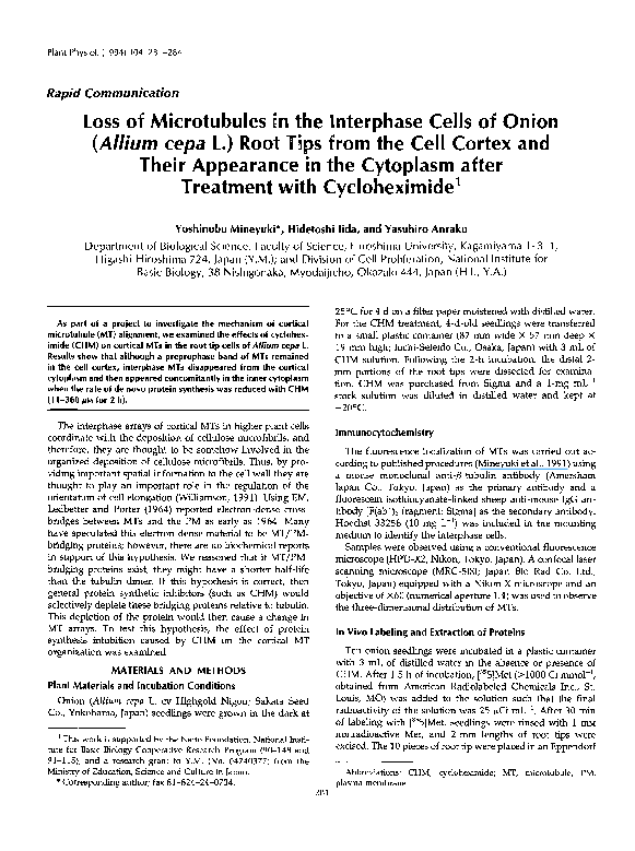 (PDF) Loss of Microtubules in the Interphase Cells of Onion (Allium ...
