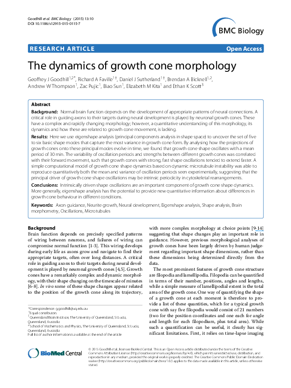 (PDF) The dynamics of growth cone morphology
