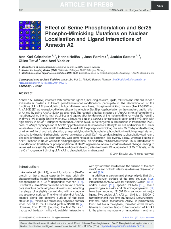 (PDF) Effect of Serine Phosphorylation and Ser25 Phospho-Mimicking ...