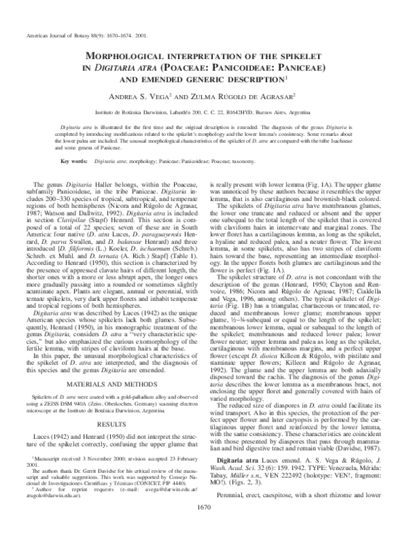 (PDF) Morphological Interpretation of the Spikelet in Digitaria atra ...