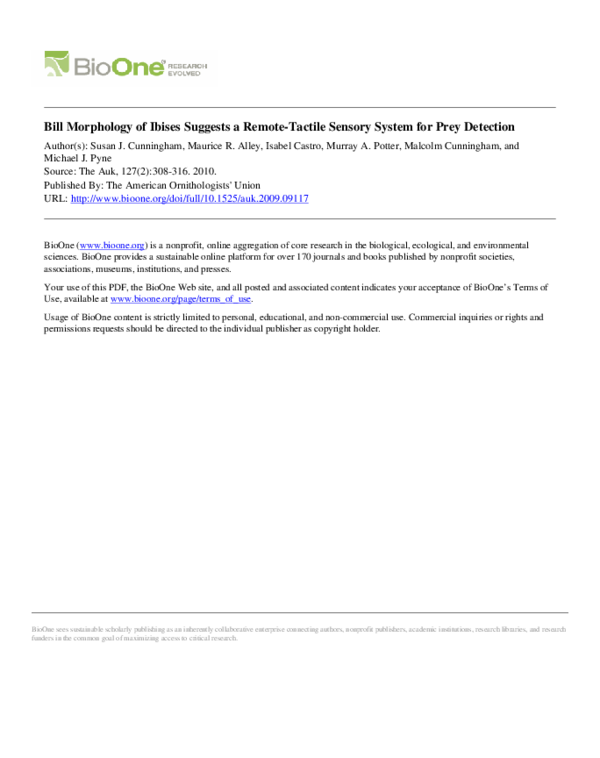 (PDF) Bill Morphology of Ibises Suggests a Remote-Tactile Sensory ...