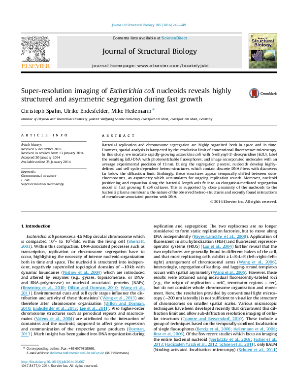 (PDF) Super-resolution imaging of Escherichia coli nucleoids reveals ...