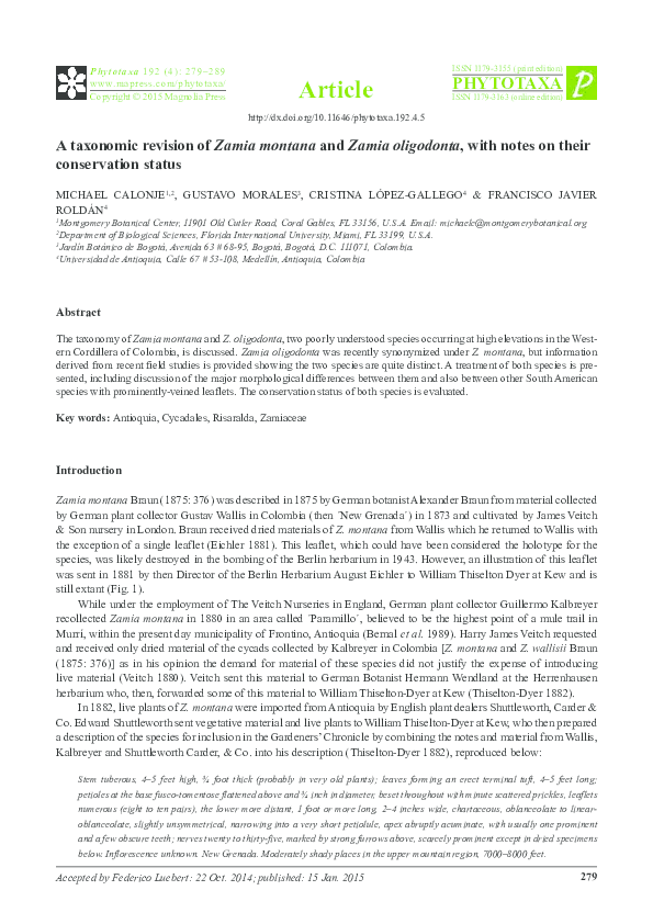 (PDF) A taxonomic revision of Zamia montana and Zamia oligodonta, with ...