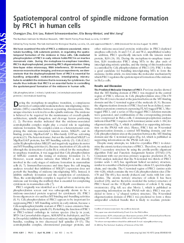 (PDF) Spatiotemporal control of spindle midzone formation by PRC1 in ...