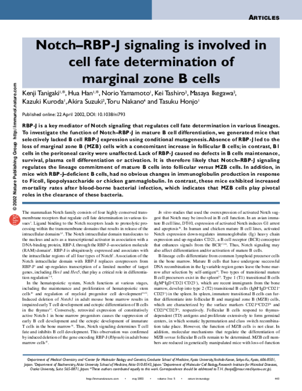 (PDF) Notch–RBP-J signaling is involved in cell fate determination of ...