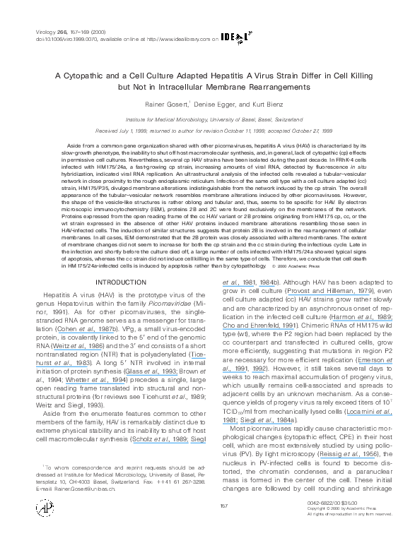 (PDF) A Cytopathic and a Cell Culture Adapted Hepatitis A Virus Strain Differ in Cell Killing ...