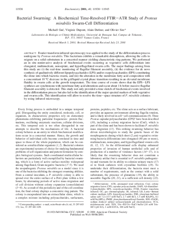 (PDF) Bacterial Swarming: A Biochemical Time-Resolved FTIR−ATR Study of Proteus mirabilis Swarm ...