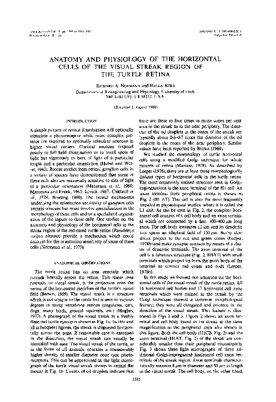 (PDF) Anatomy and physiology of the horizontal cells of the visual ...