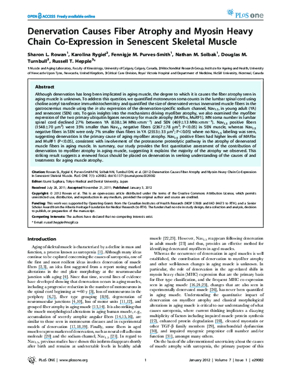 (PDF) Denervation Causes Fiber Atrophy and Myosin Heavy Chain Co ...