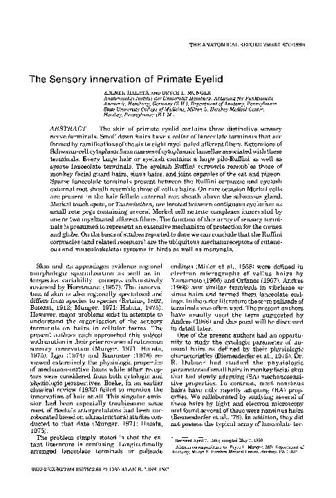 (PDF) The sensory innervation of primate eyelid