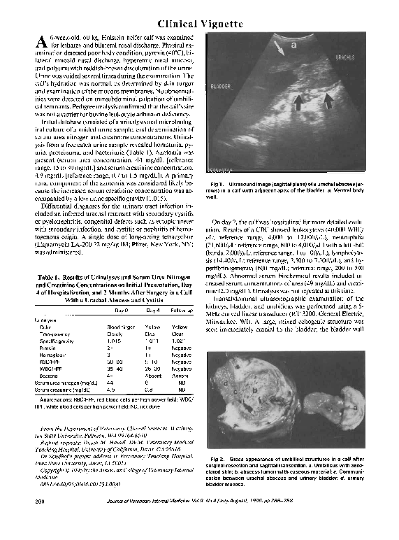(PDF) Urachal Abscess and Cystitis in a Calf