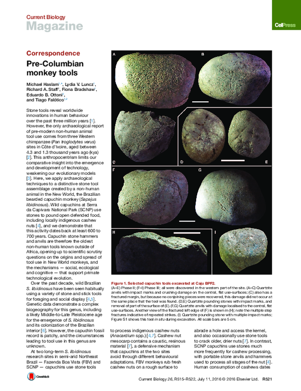 (PDF) Pre-Columbian monkey tools