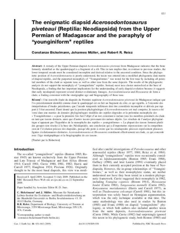 (PDF) The enigmatic diapsid Acerosodontosaurus piveteaui (Reptilia ...