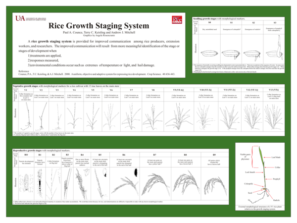 (PDF) Rice Growth Staging Poster (English)