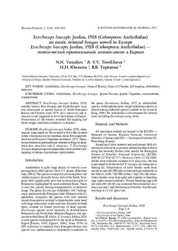 (PDF) Exechesops leucopis Jordan, 1928 (Coleoptera: Anthribidae) an ...