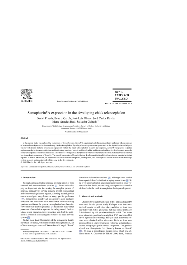 (PDF) Semaphorin5A expression in the developing chick telencephalon
