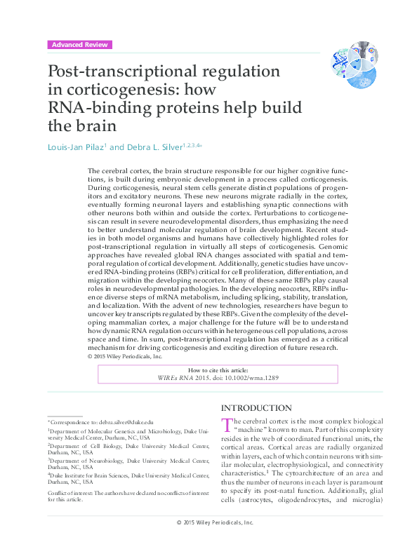 (PDF) Post-transcriptional regulation in corticogenesis: how RNA ...