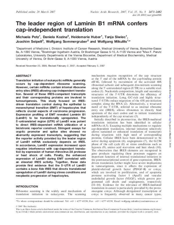 (PDF) The leader region of Laminin B1 mRNA confers cap-independent ...