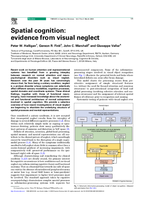 (PDF) Spatial cognition: evidence from visual neglect