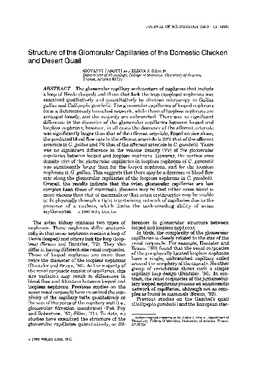 (PDF) Structure of the glomerular capillaries of the domestic chicken ...