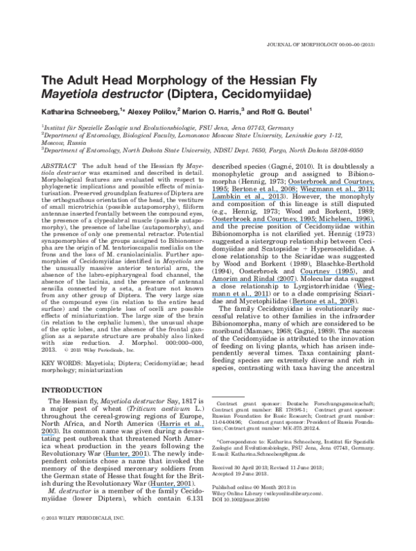 (PDF) The adult head morphology of the hessian fly Mayetiola destructor ...