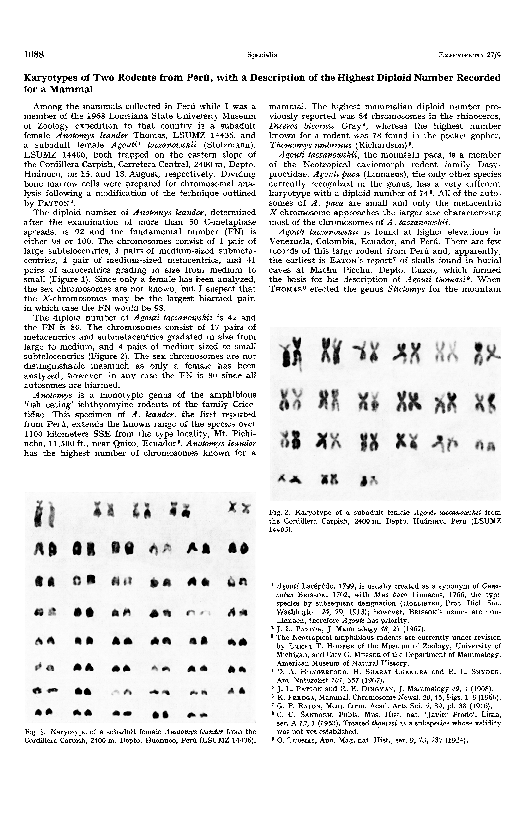 (PDF) Karyotypes of two rodents from perú, with a description of the ...