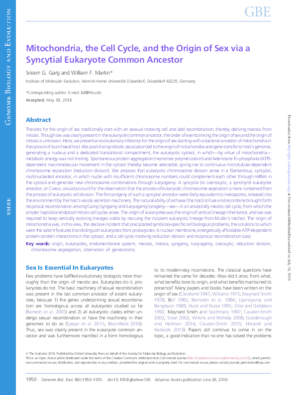 Pdf Mitochondria The Cell Cycle And The Origin Of Sex Via A Syncytial Eukaryote Common Ancestor