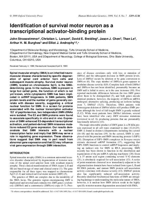 (PDF) Identification of survival motor neuron as a transcriptional ...