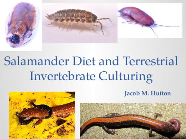 Biology, Management and Conservation of North American Salamanders ...