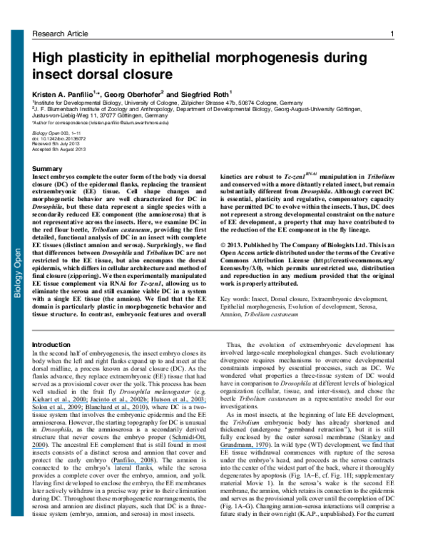(PDF) High plasticity in epithelial morphogenesis during insect dorsal ...