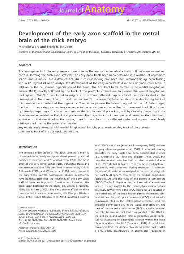 (PDF) Development of the early axon scaffold in the rostral brain of ...