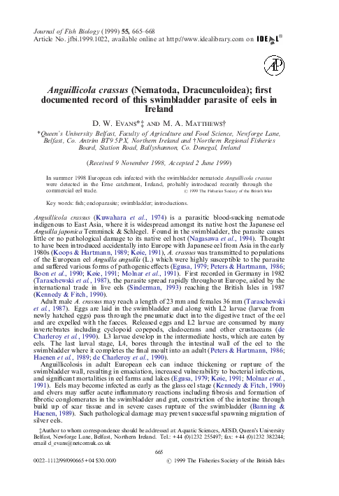 (PDF) Anguillicola crassus (Nematoda, Dracunculoidea); first documented ...