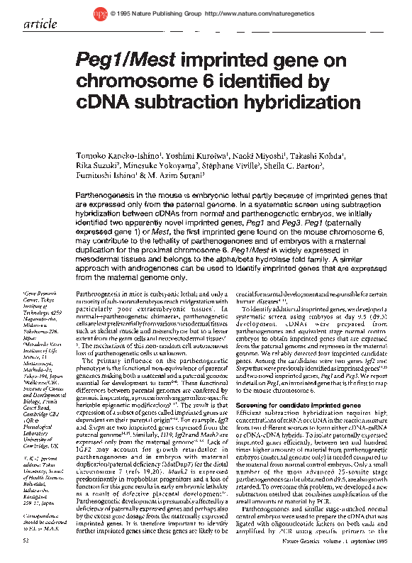 (PDF) Peg1/Mest imprinted gene on chromosome 6 identified by cDNA ...