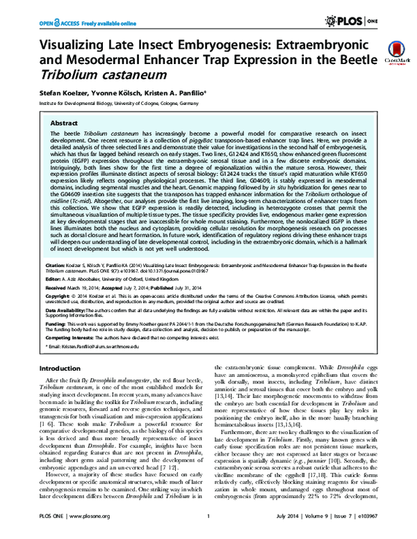 Visualizing Late Insect Embryogenesis: Extraembryonic and Mesodermal ...