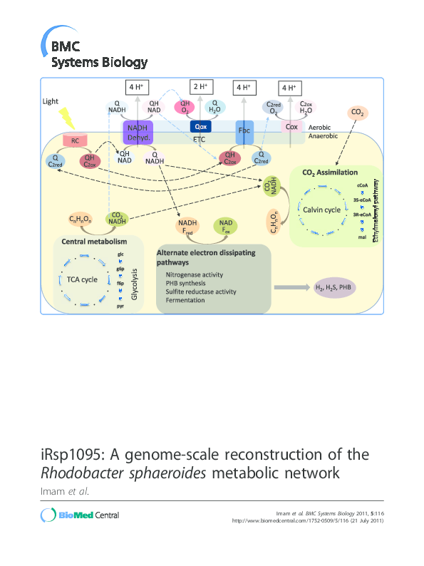 (PDF) iRsp1095: A genome-scale reconstruction of the Rhodobacter sphaeroides metabolic network