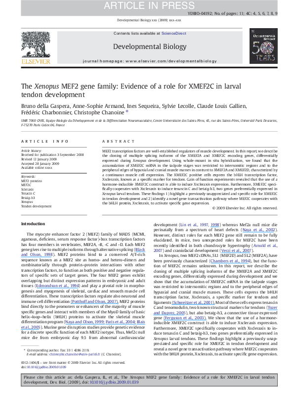 (PDF) The Xenopus MEF2 gene family: Evidence of a role for XMEF2C in ...