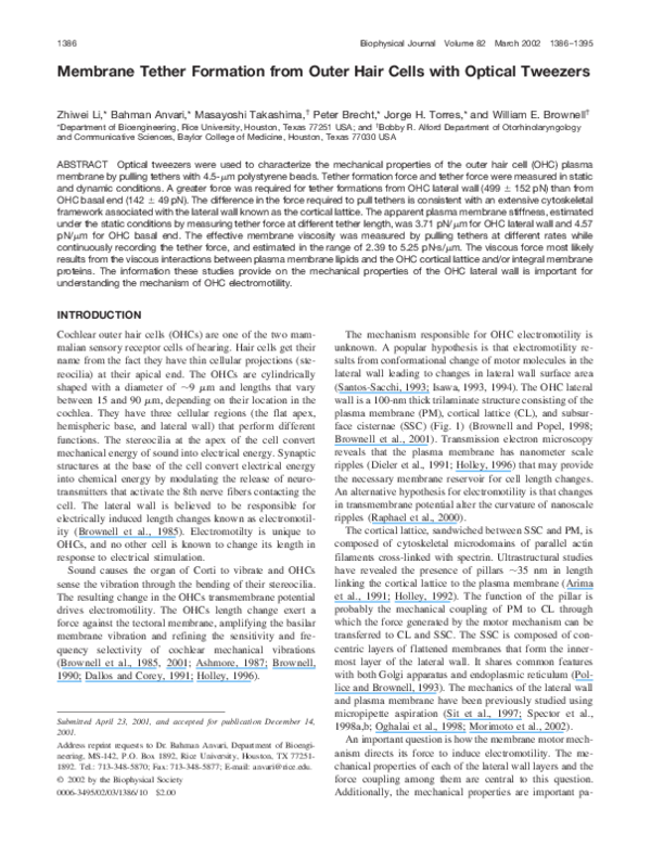 (PDF) Membrane Tether Formation from Outer Hair Cells with Optical Tweezers
