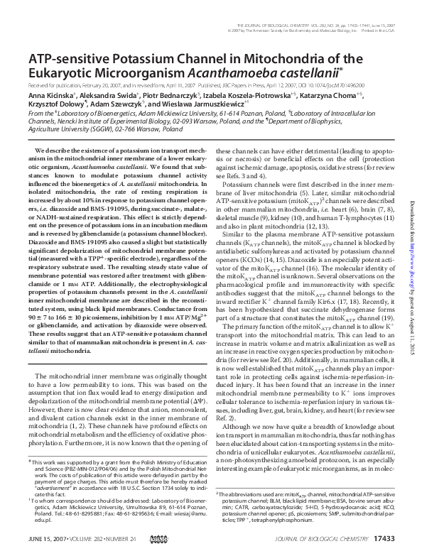 (PDF) ATP-sensitive Potassium Channel in Mitochondria of the Eukaryotic ...