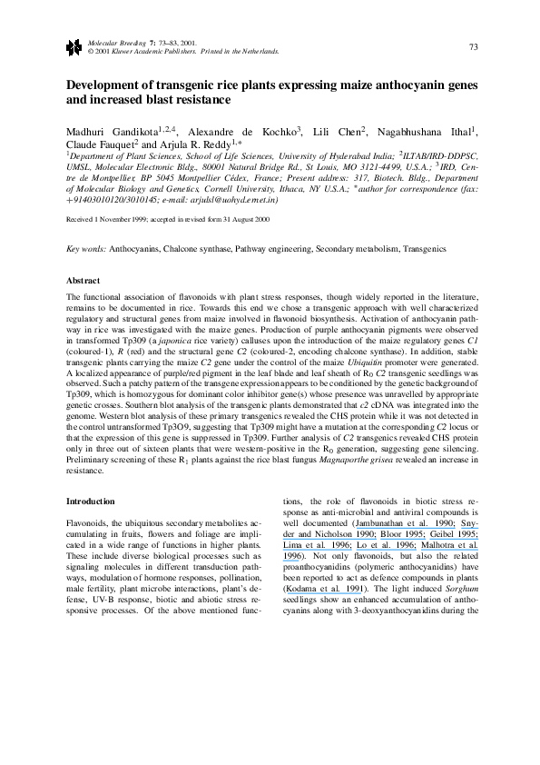 (PDF) Development of transgenic rice plants expressing maize ...