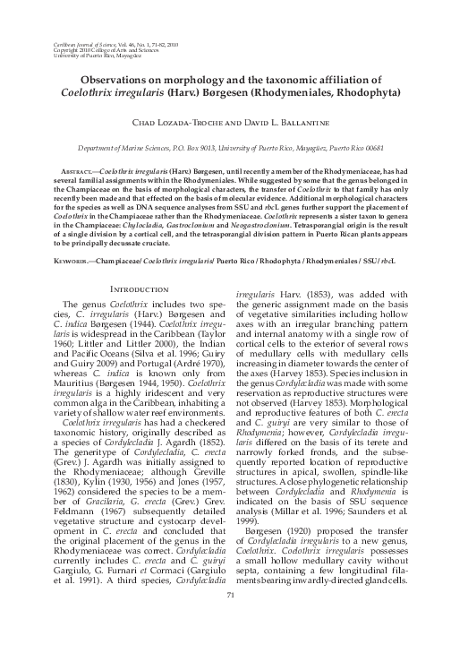 (PDF) Observations on morphology and the taxonomic affiliation of ...