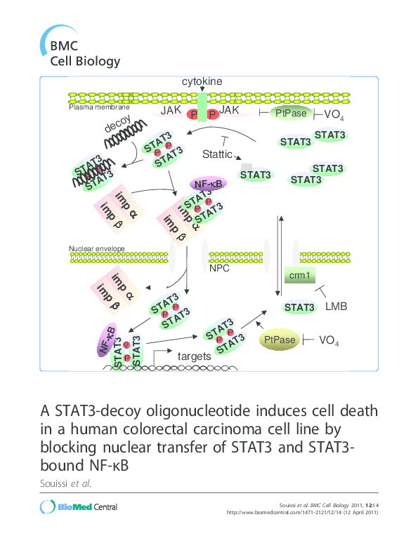 (PDF) A STAT3-decoy oligonucleotide induces cell death in a human ...
