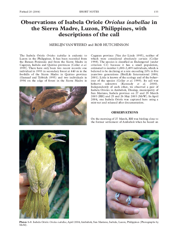 (PDF) Observations of Isabela Oriole Oriolus isabellae in the Sierra ...