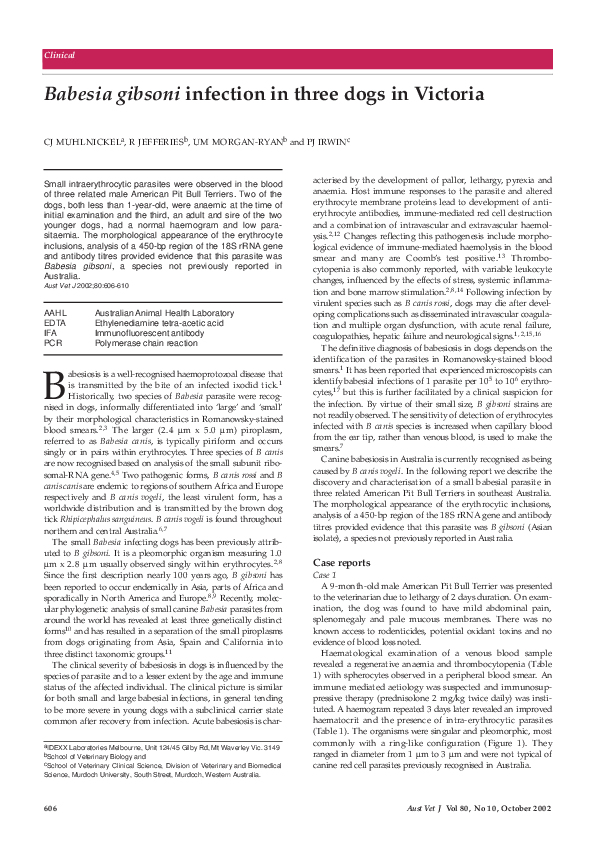 (PDF) Babesia gibsoni infection in three dogs in Victoria