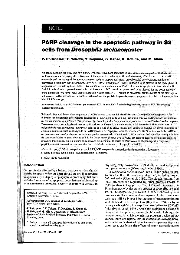(PDF) PARP cleavage in the apoptotic pathway in S2 cells from ...