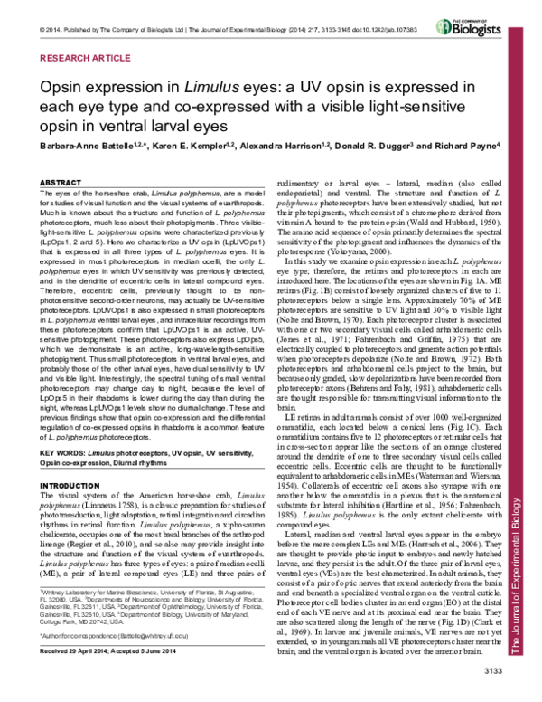 (PDF) Opsin expression in Limulus eyes: a UV opsin is expressed in each ...
