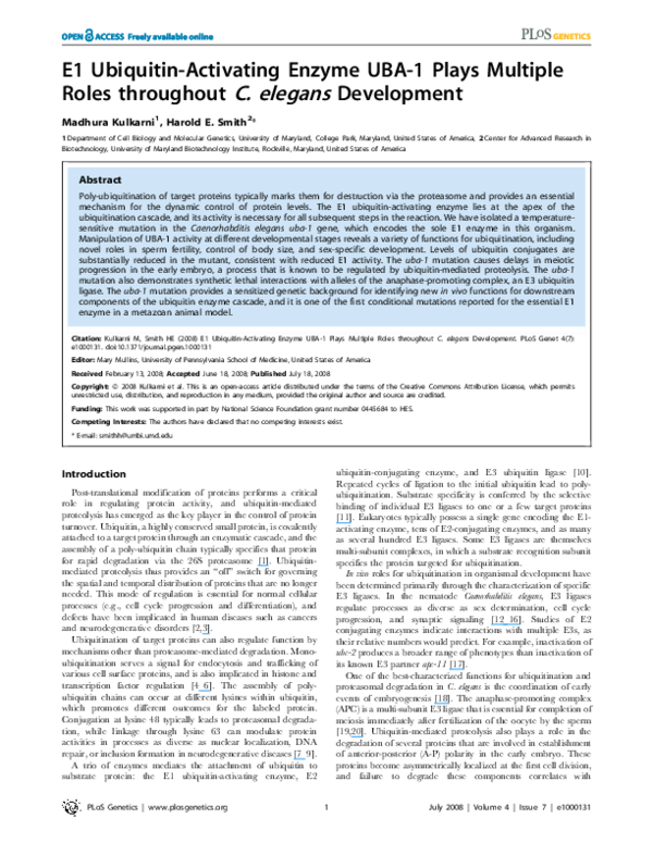 (PDF) E1 Ubiquitin-Activating Enzyme UBA1 Plays Multiple Roles ...