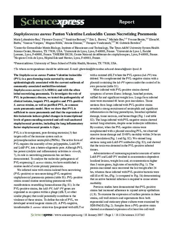 (PDF) Staphylococcus aureus Panton-Valentine Leukocidin Causes Necrotizing Pneumonia