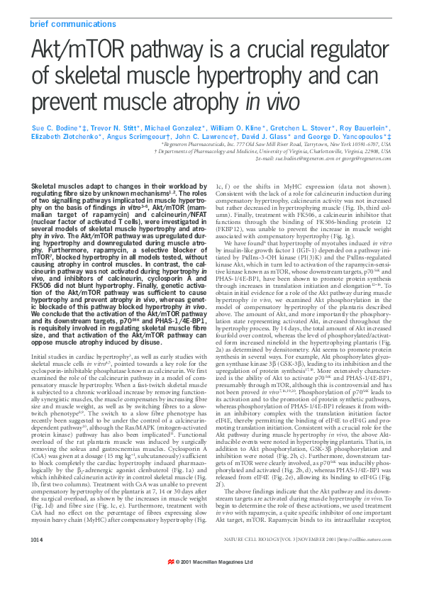 (PDF) Akt/mTOR pathway is a crucial regulator of skeletal muscle ...