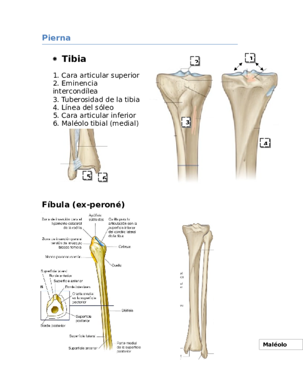 (DOC) Pierna @BULLET Tibia